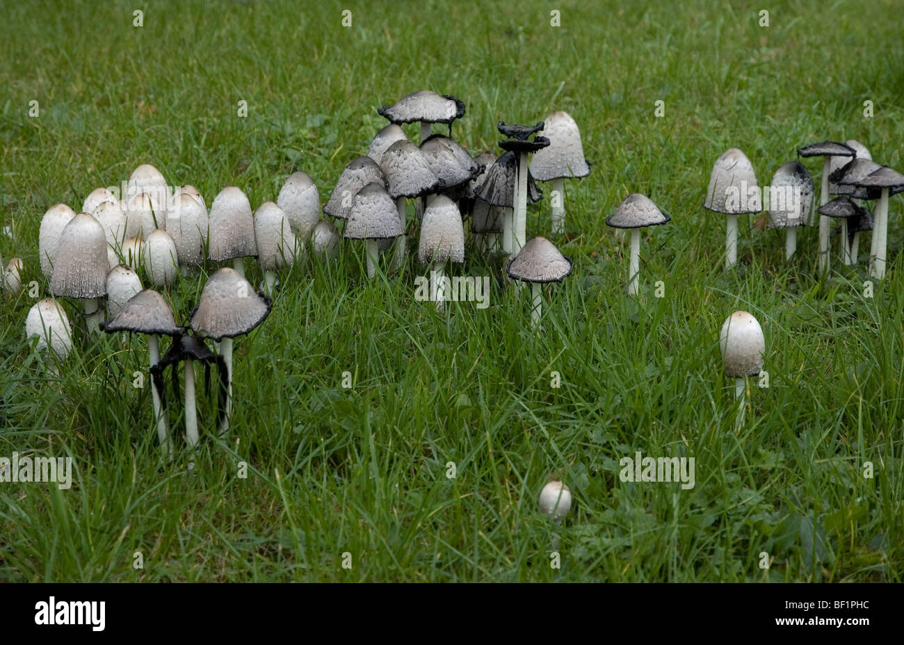 British edible fungi hi-res stock photography and images - Alamy