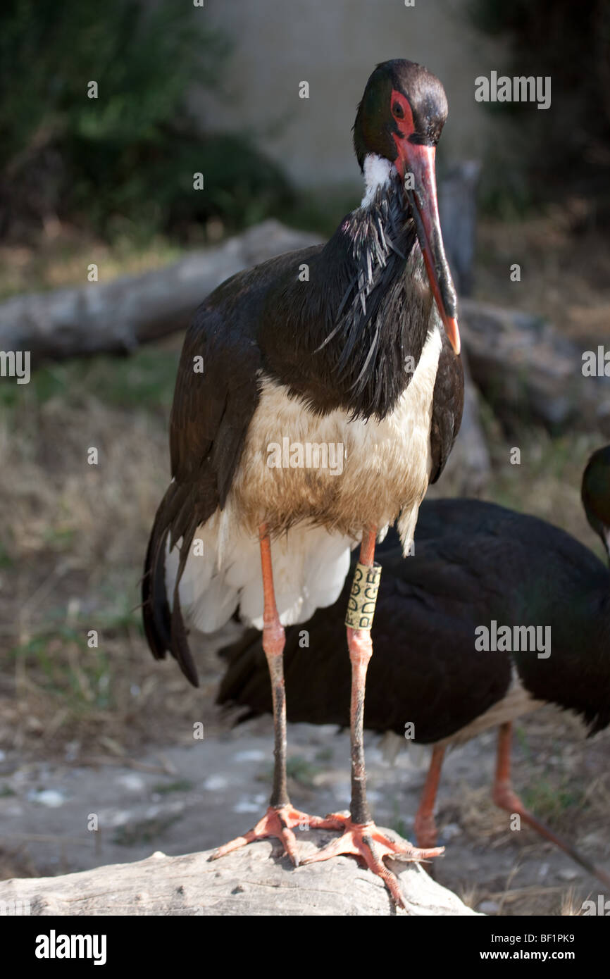 France Camargue Park Parc naturel régional de Carmague Stock Photo - Alamy
