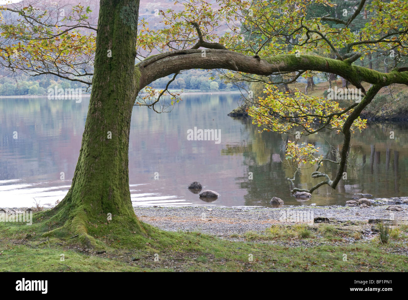 Manesty park derwentwater cumbria hi-res stock photography and images ...