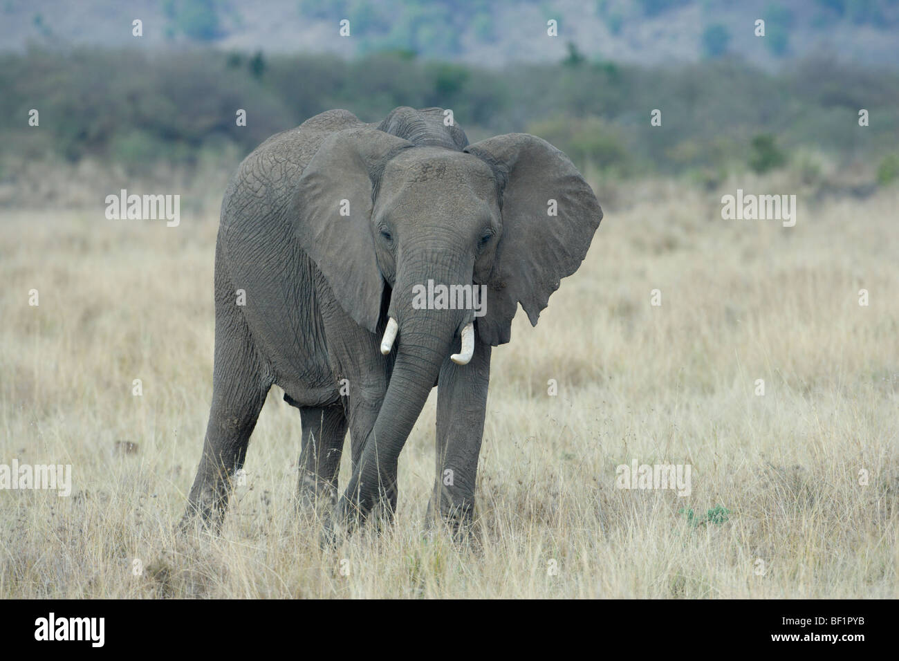 Female african elephant hi-res stock photography and images - Alamy