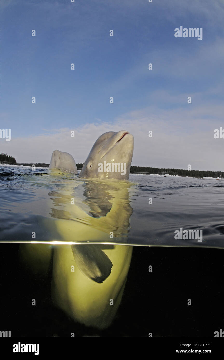 Delphinapterus leucas, White Whale, Beluga, belukha, Sea Canary, White ...