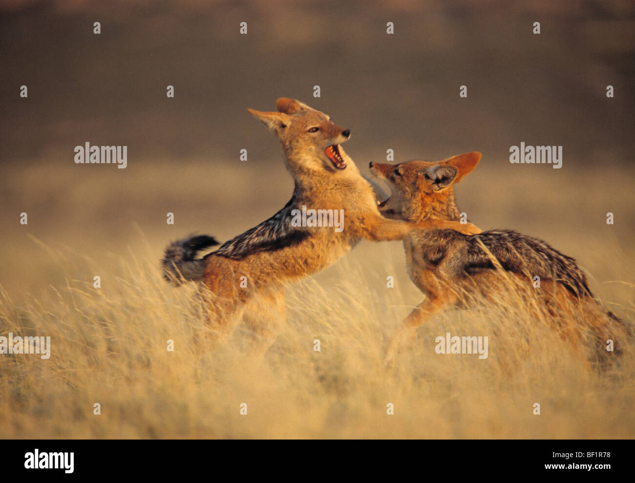 black backed schakal, black-backed jackal, silver-backed jackal, canis ...