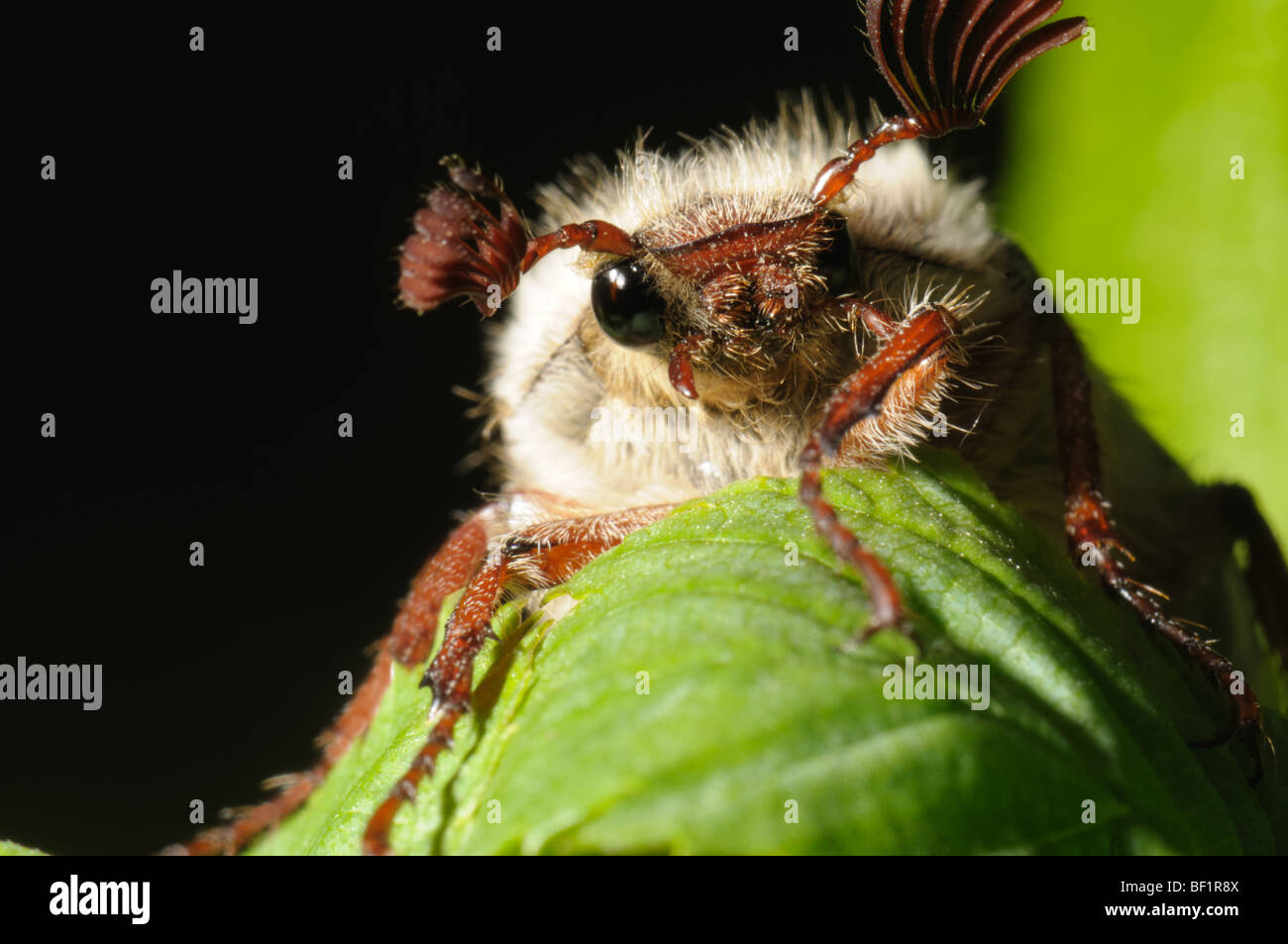 may-bug (Melolontha vulgaris) close-up Stock Photo - Alamy