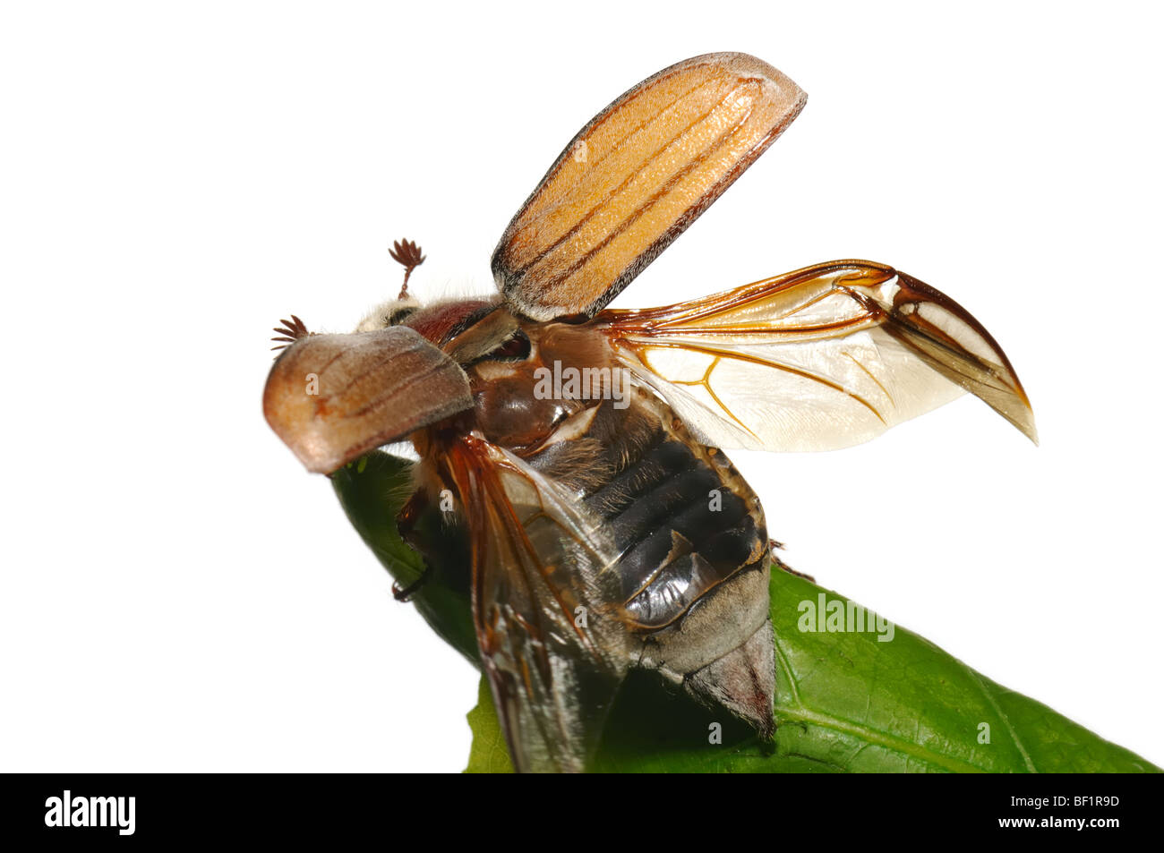 flying up may-bug (Melolontha vulgaris) close-up Stock Photo - Alamy