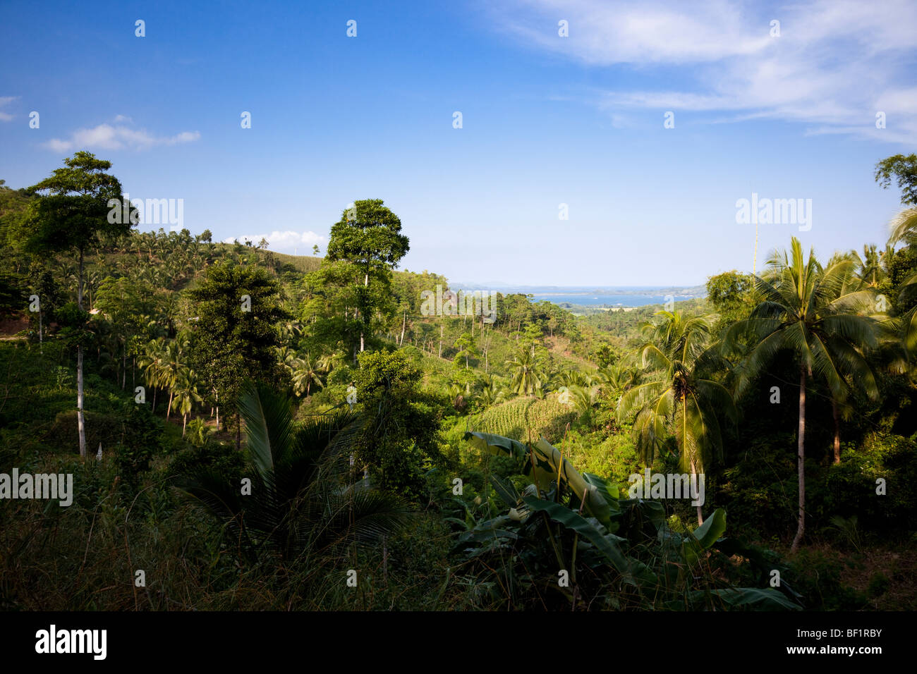 Landscape of jungle and trees looking towards the sea. Iloilo ...