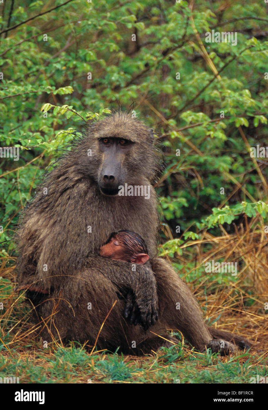 Bear baboons hi-res stock photography and images - Alamy