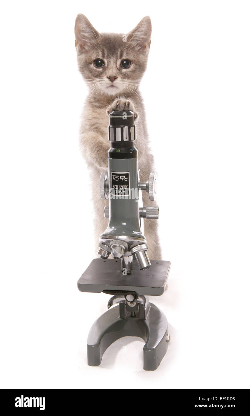 kitten with scientists microscope studio portrait Stock Photo - Alamy