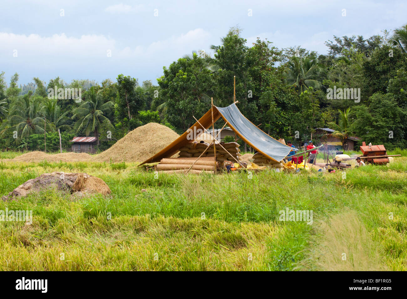 Rice Harvesting. Iloilo Philippines Stock Photo - Alamy