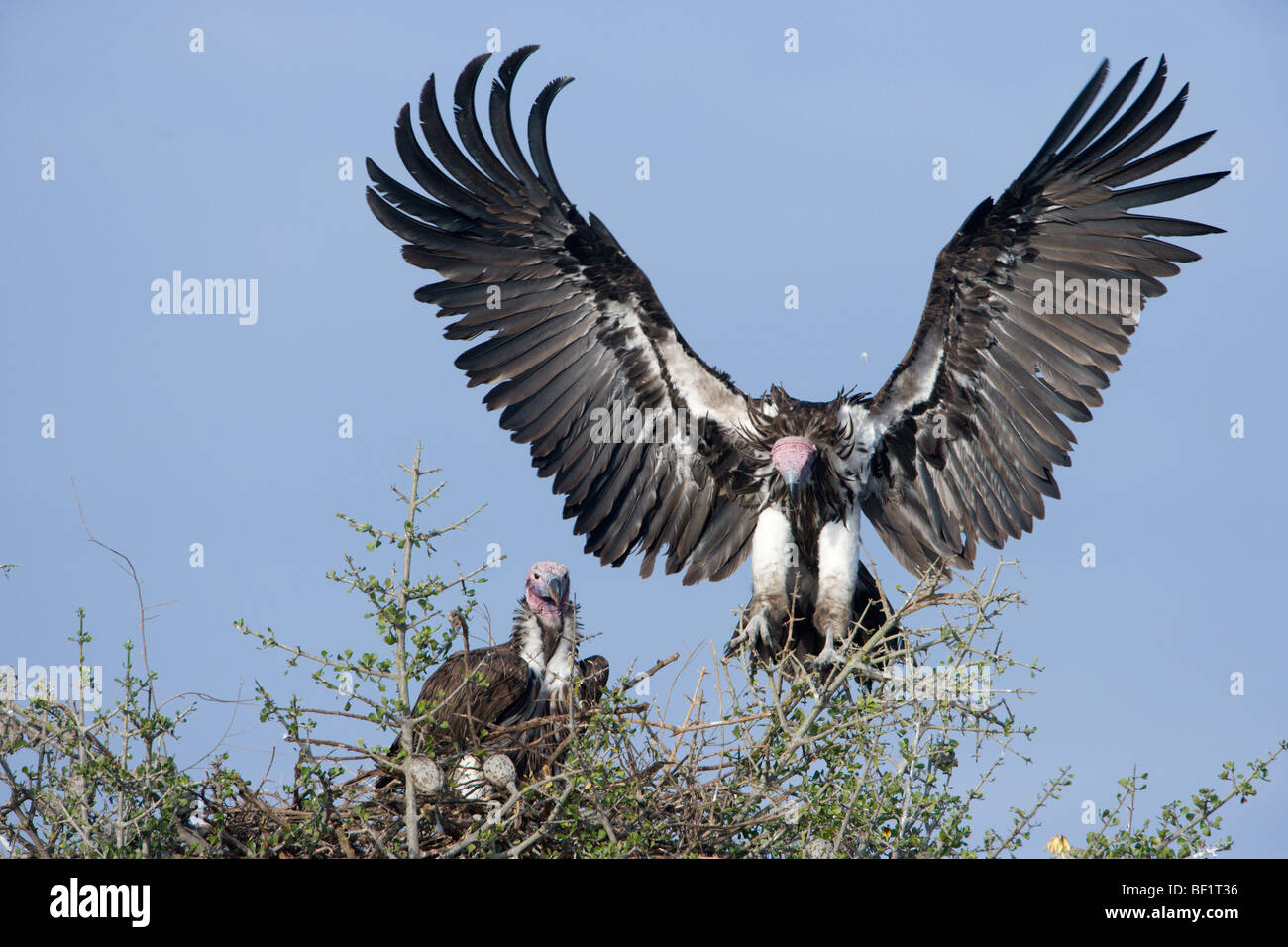 Vulture nest hi-res stock photography and images - Alamy