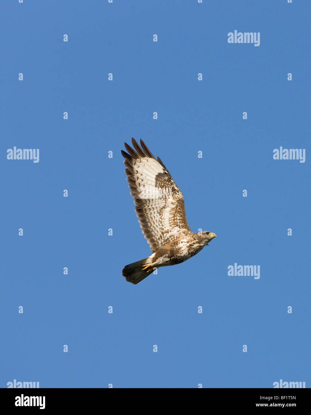 Common Buzzard in flight in clear blue sky Stock Photo - Alamy