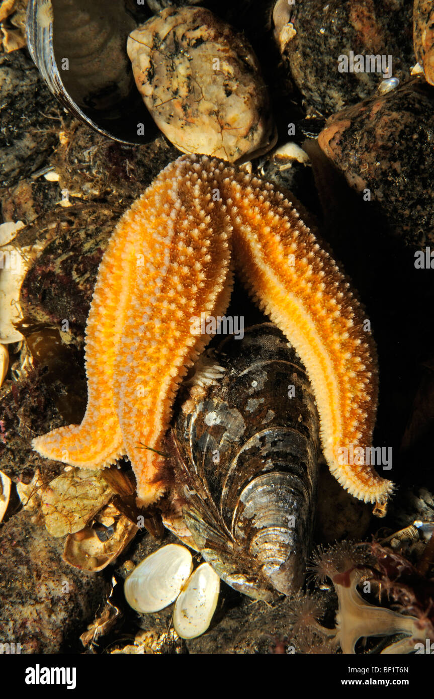 Common starfish hi-res stock photography and images - Alamy