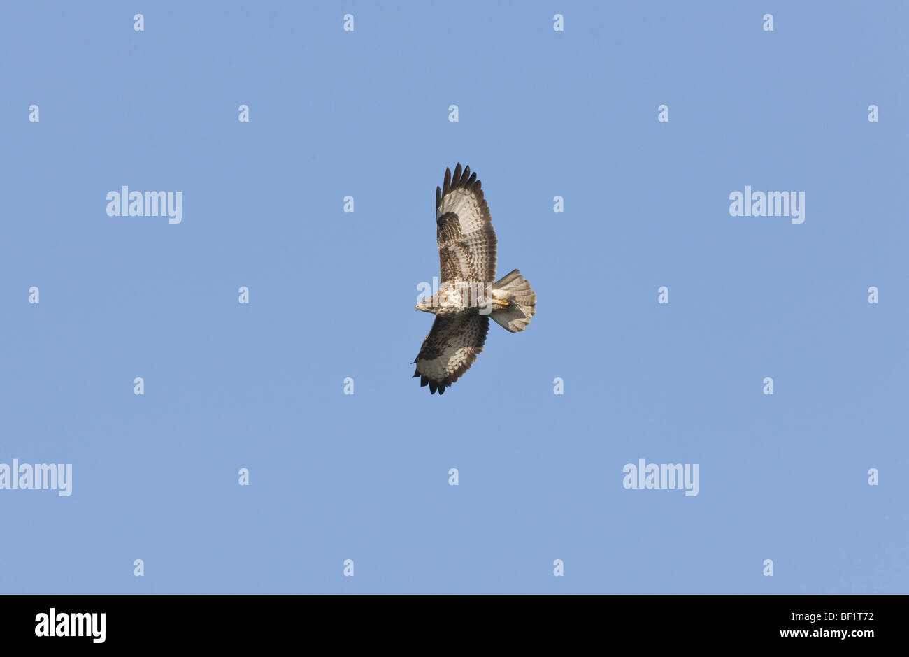 Common Buzzard in flight in clear blue sky Stock Photo - Alamy