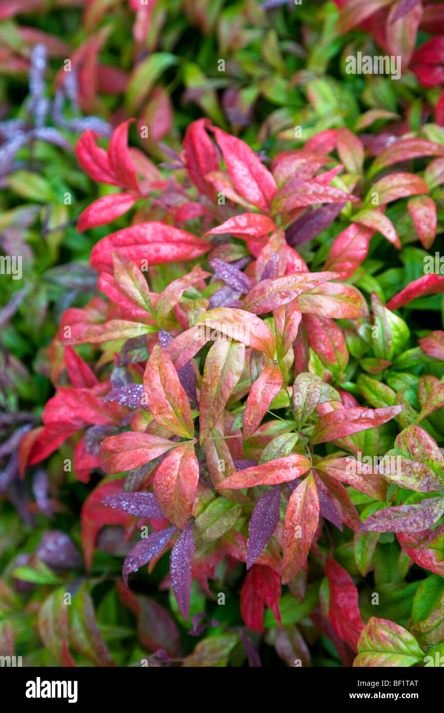 Nandina Domestica High Resolution Stock Photography and Images - Alamy
