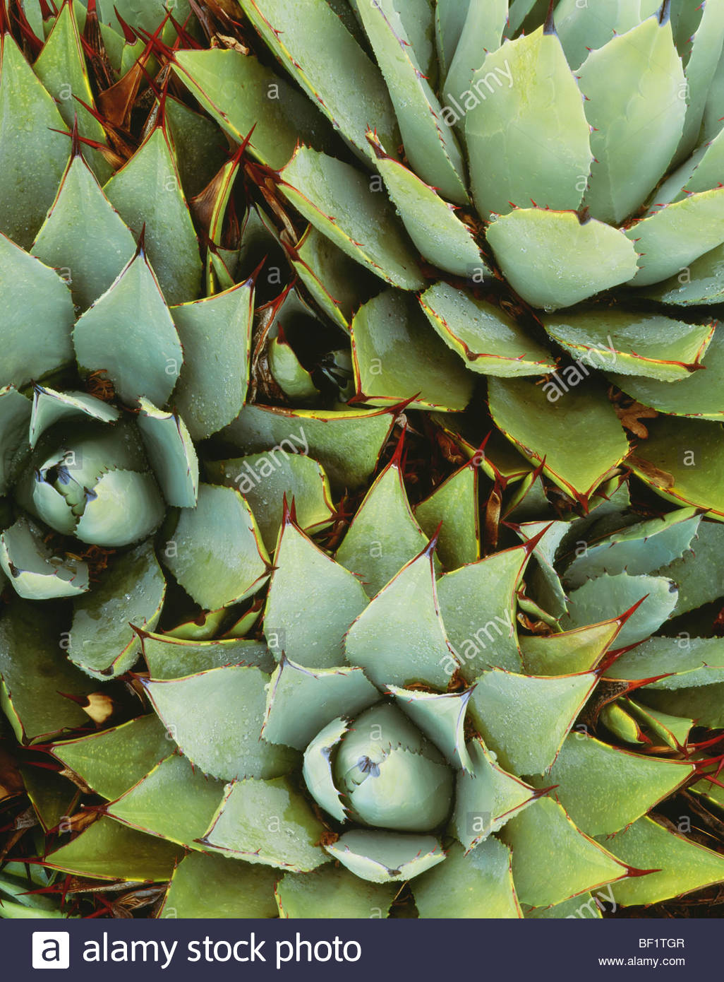 Arizona Agave High Resolution Stock Photography and Images - Alamy