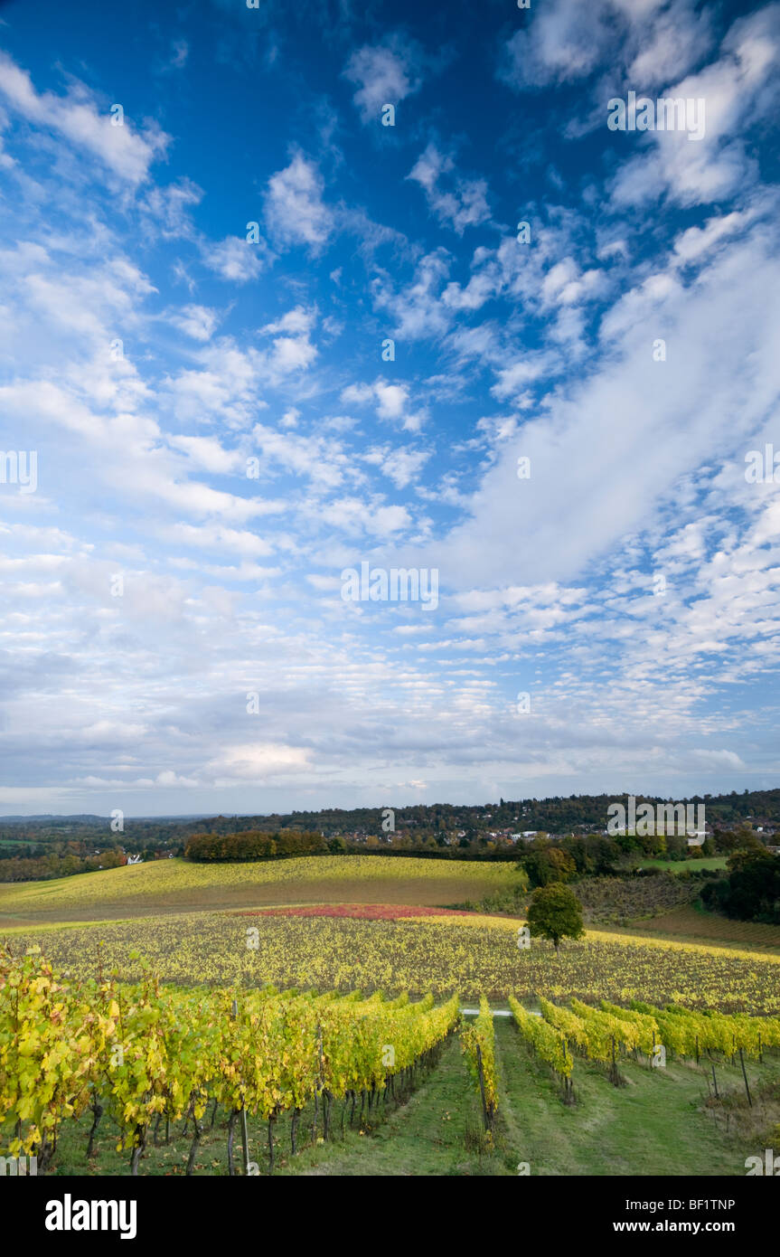 Denbies Wine Estate, Dorking, Surrey, UK Stock Photo - Alamy