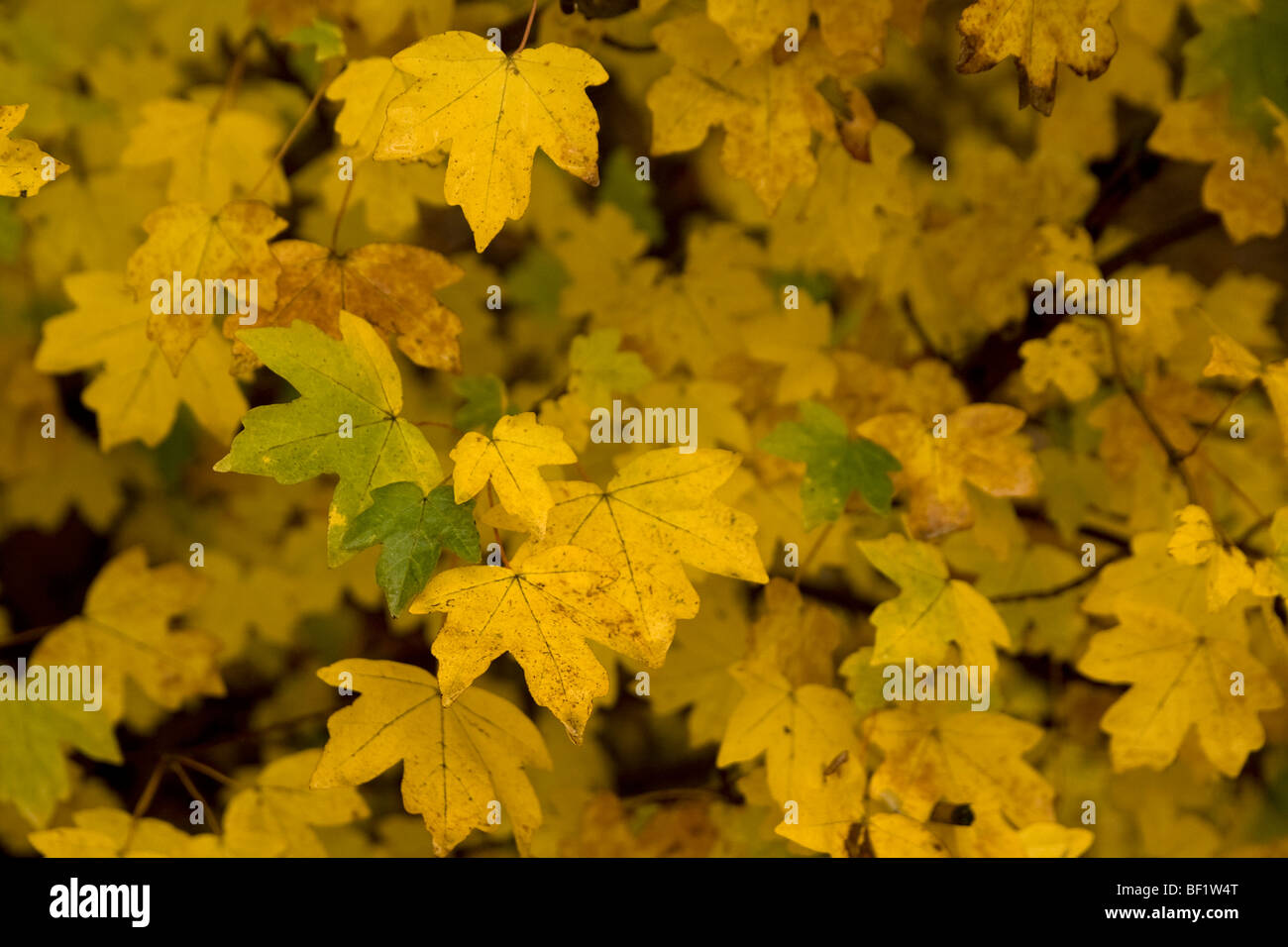 Autumn sycamore hi-res stock photography and images - Alamy