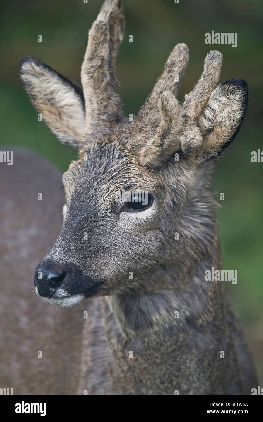 Roe Deer Stag High Resolution Stock Photography and Images - Alamy