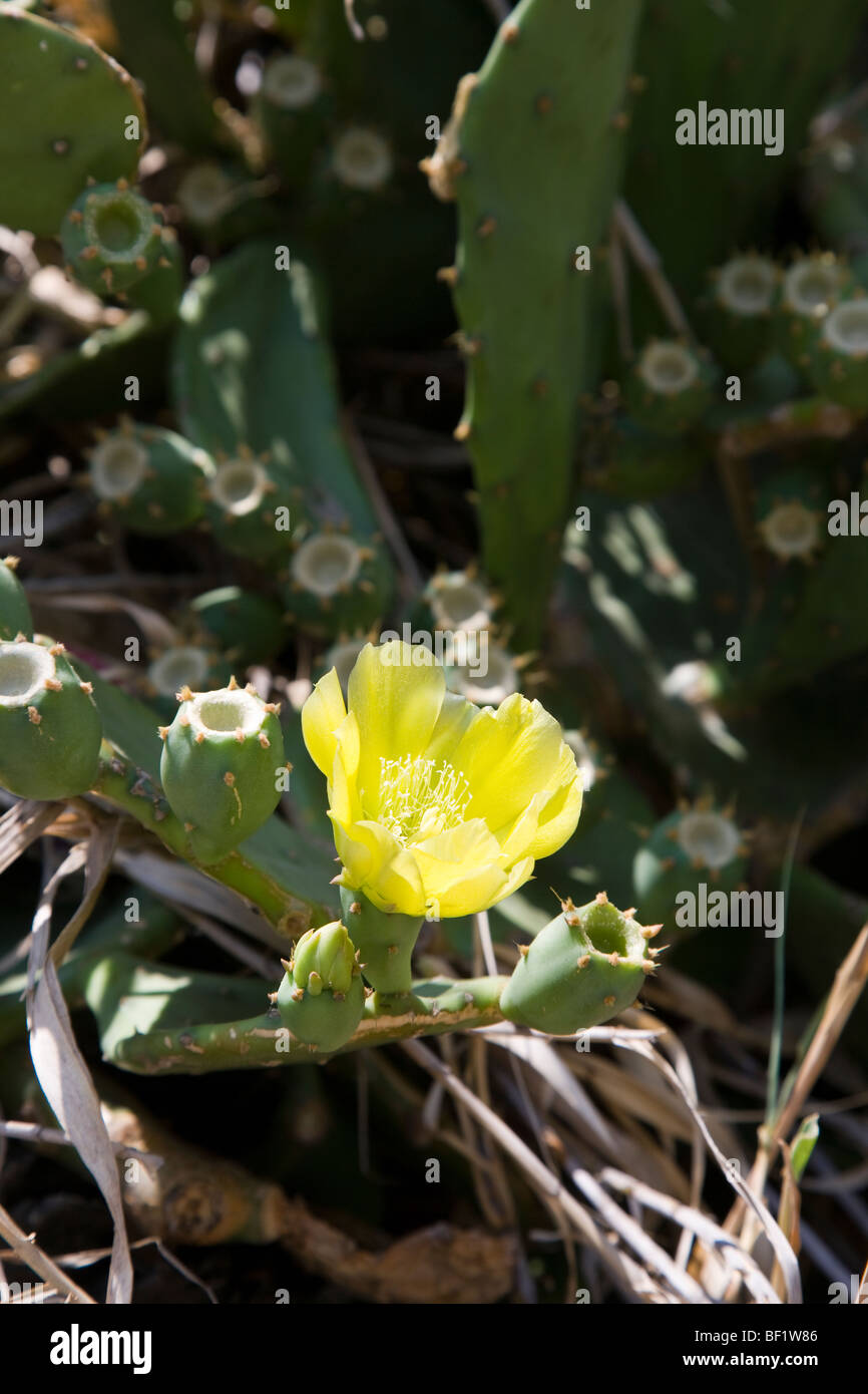 cactus and yellow flower, Cinque Terre, Liguria, Italy Stock Photo - Alamy