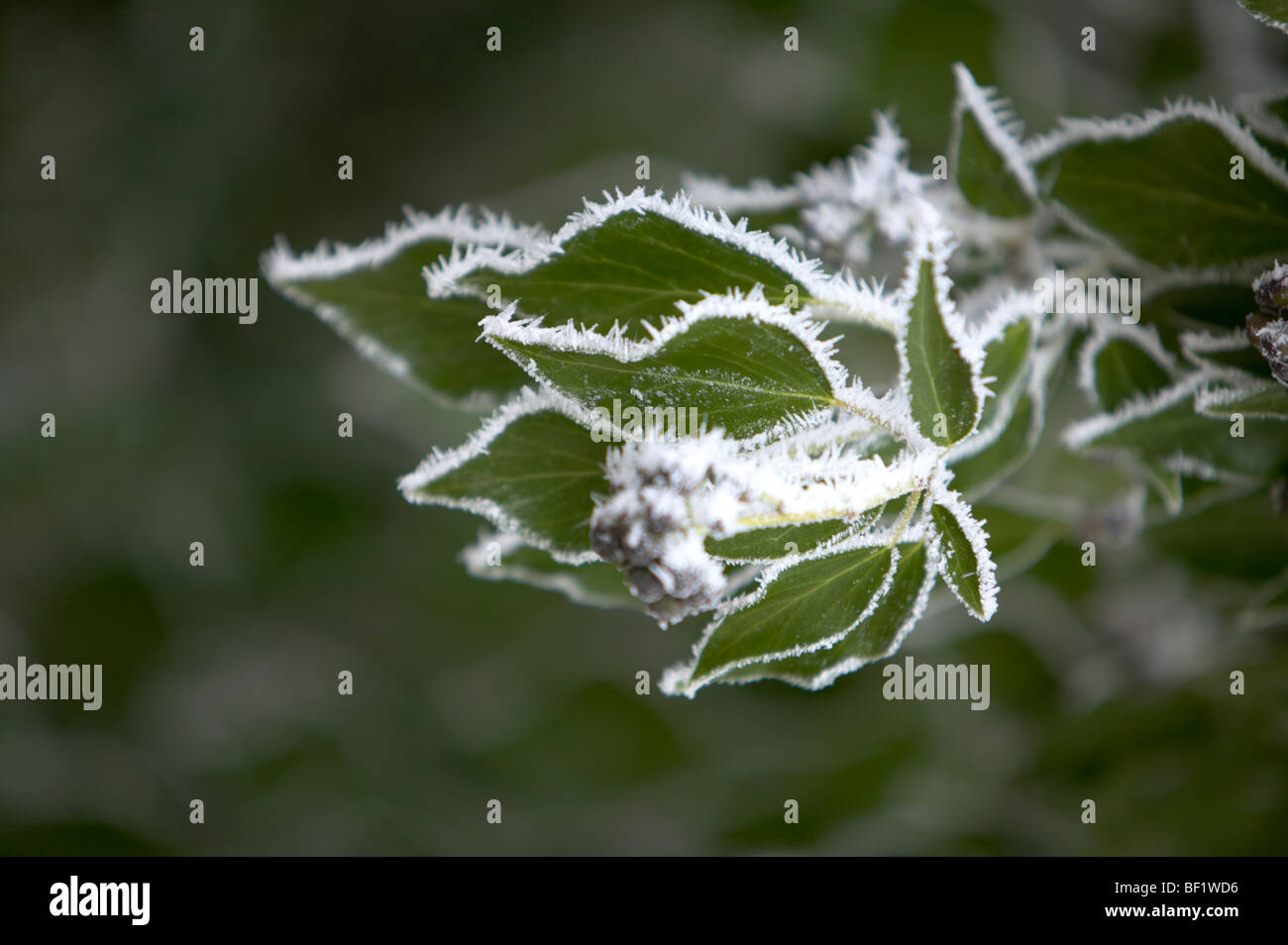 Winter shot of hard frost on leaves taken in woods in Hampshire England ...