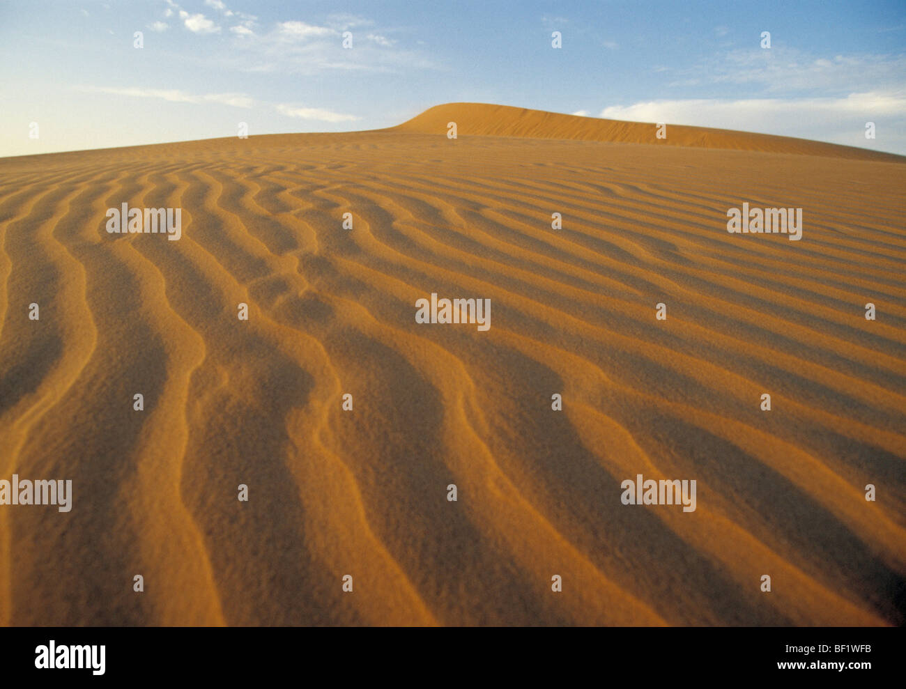 india, rajasthan, thar desert, dune, dunes, sandy desert, desert Stock ...