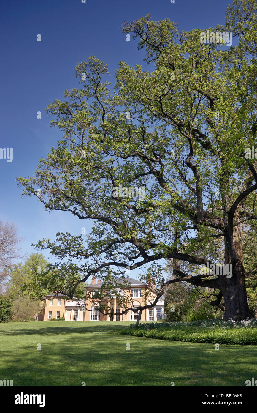 Old tulip tree liriodendron tulipifera hi-res stock photography and ...
