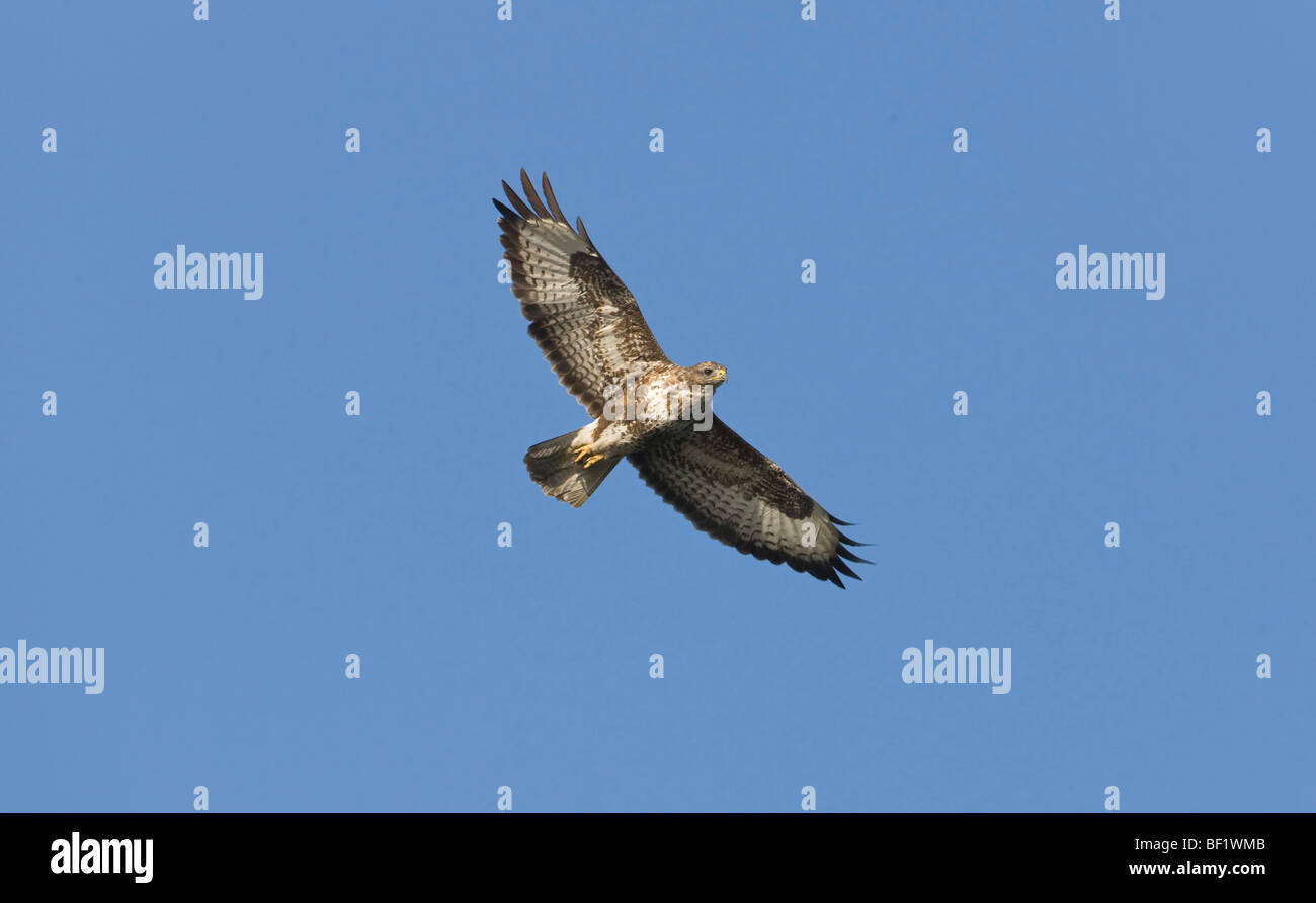 Common Buzzard in flight in clear blue sky Stock Photo - Alamy