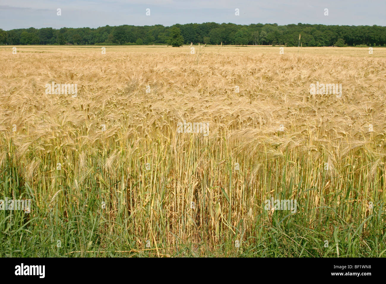 field of barley Stock Photo - Alamy