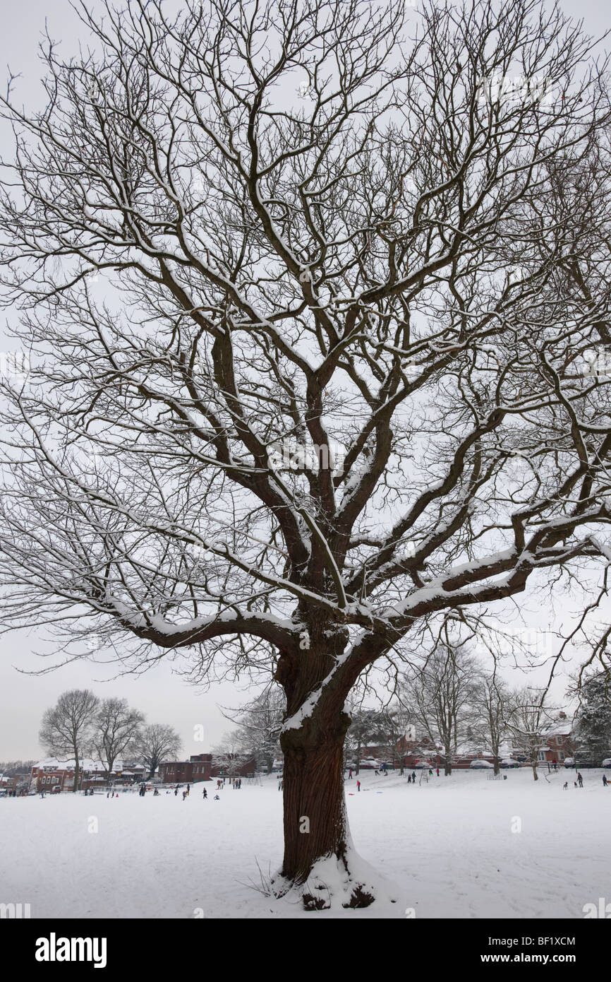 Crowthorne in the Snow Stock Photo - Alamy
