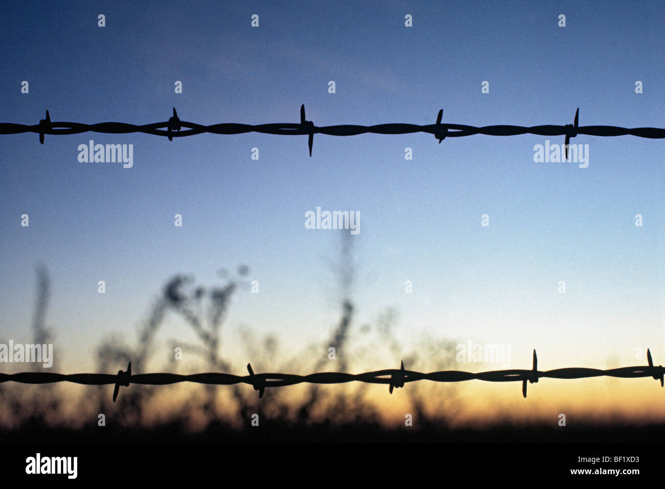 Barbed wire along a Texas ranch boundary at sunset Stock Photo - Alamy
