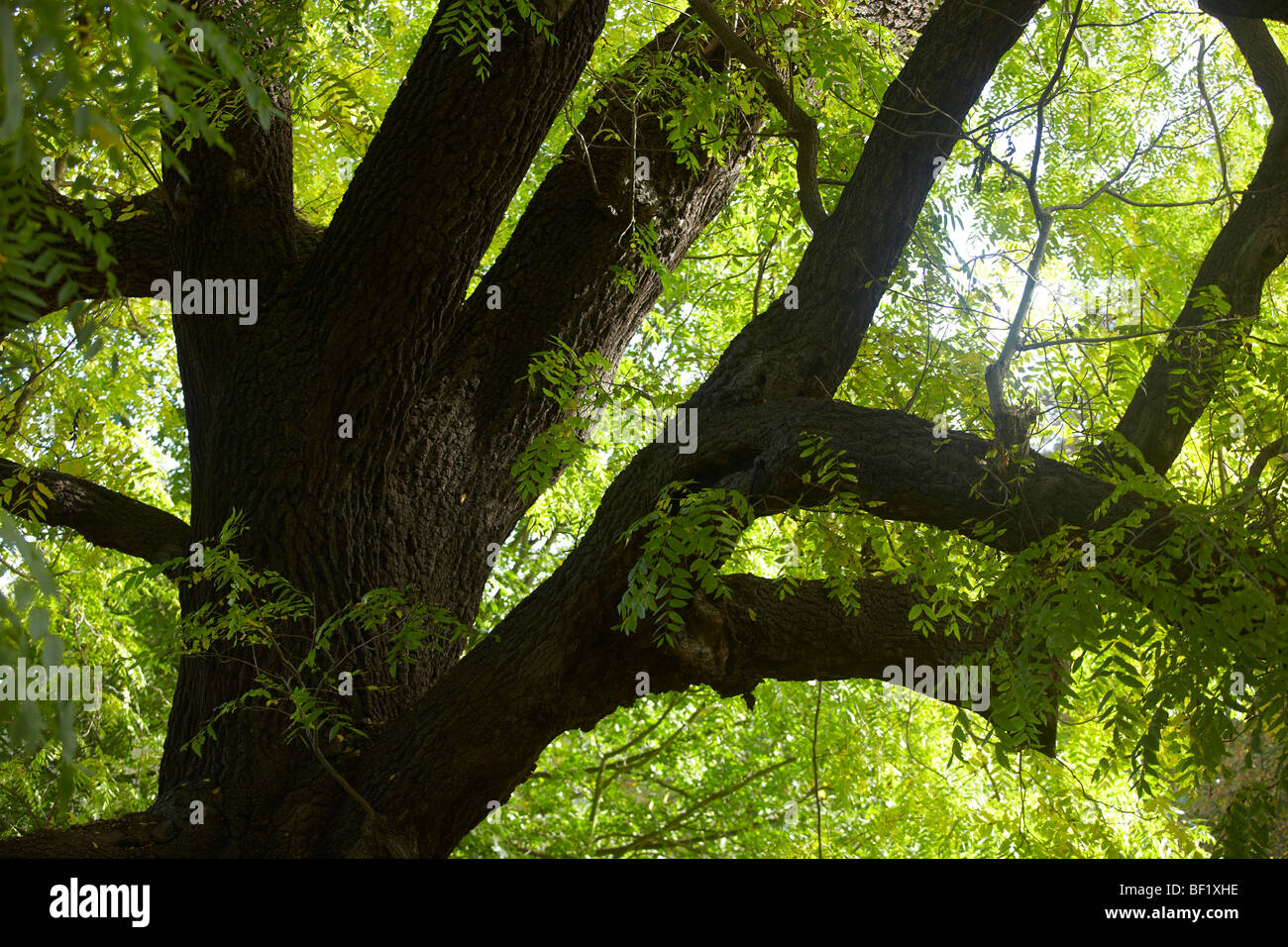 Black walnut tree hi-res stock photography and images - Alamy