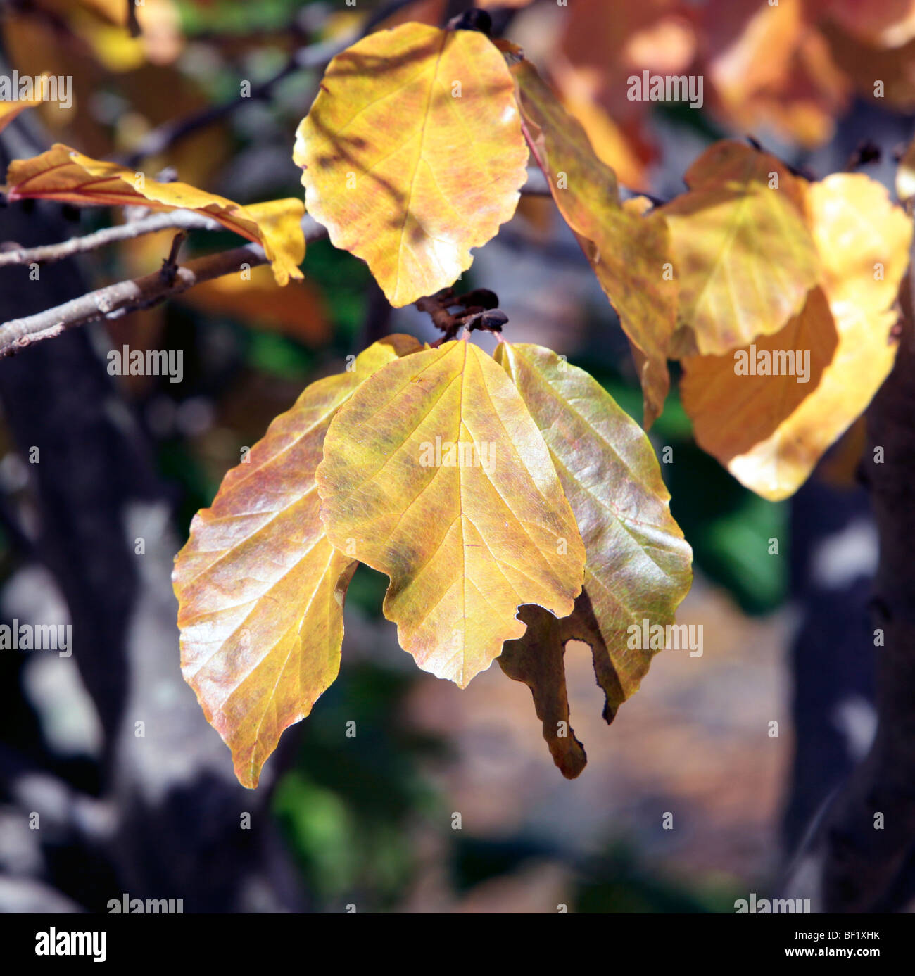 The end of the branch hi-res stock photography and images - Alamy