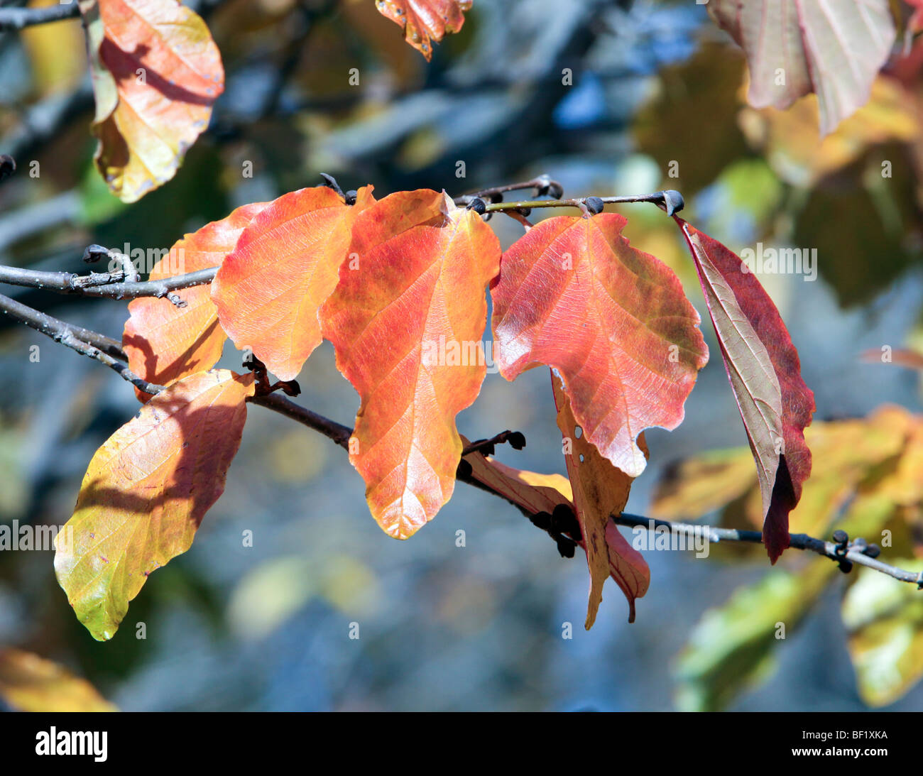 Autumn leaves of Parrotia persica Persian Ironwood hamamelidaceae Iran ...