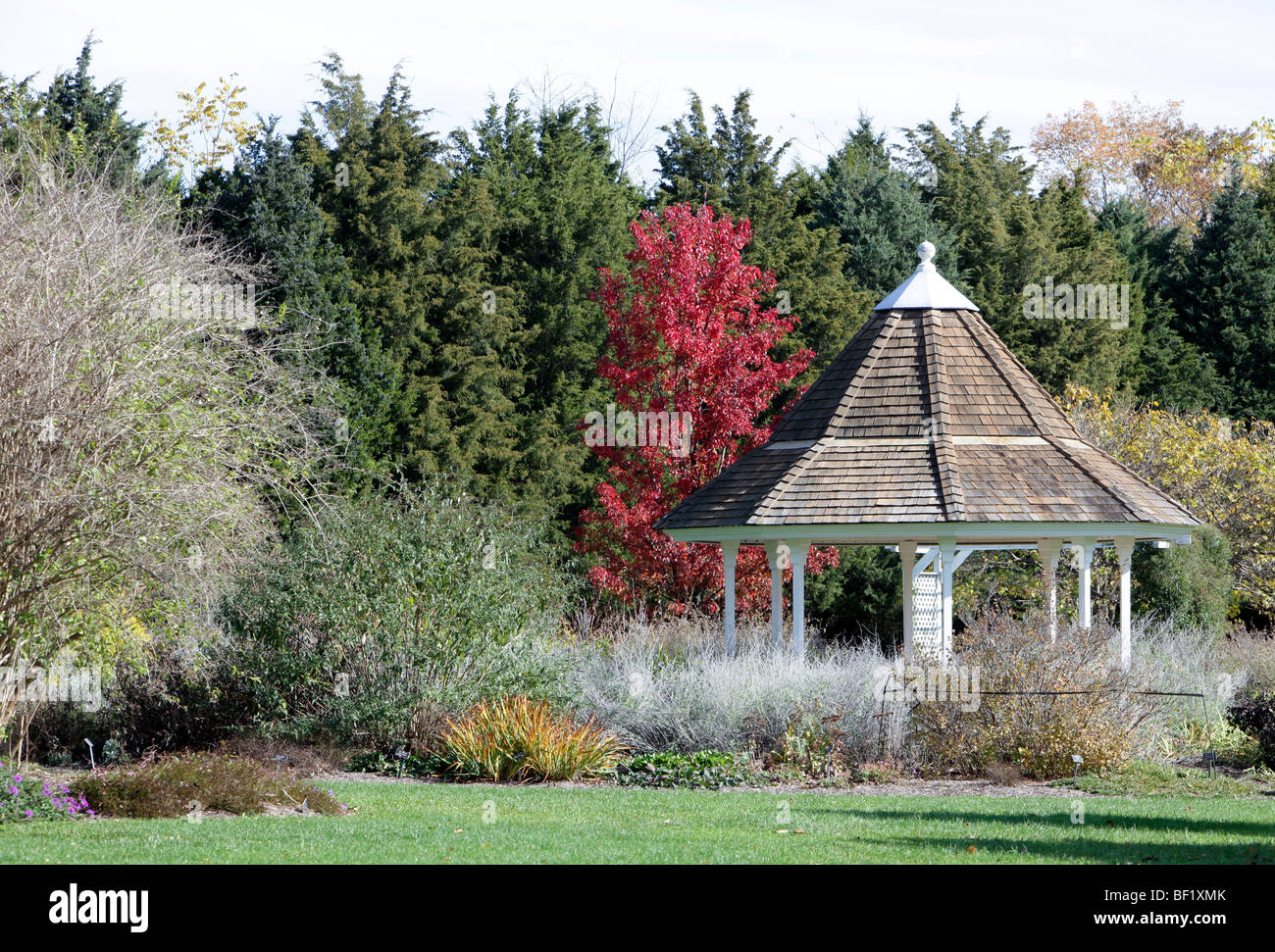 A garden with a large gazebo with a very red pear tree in the ...