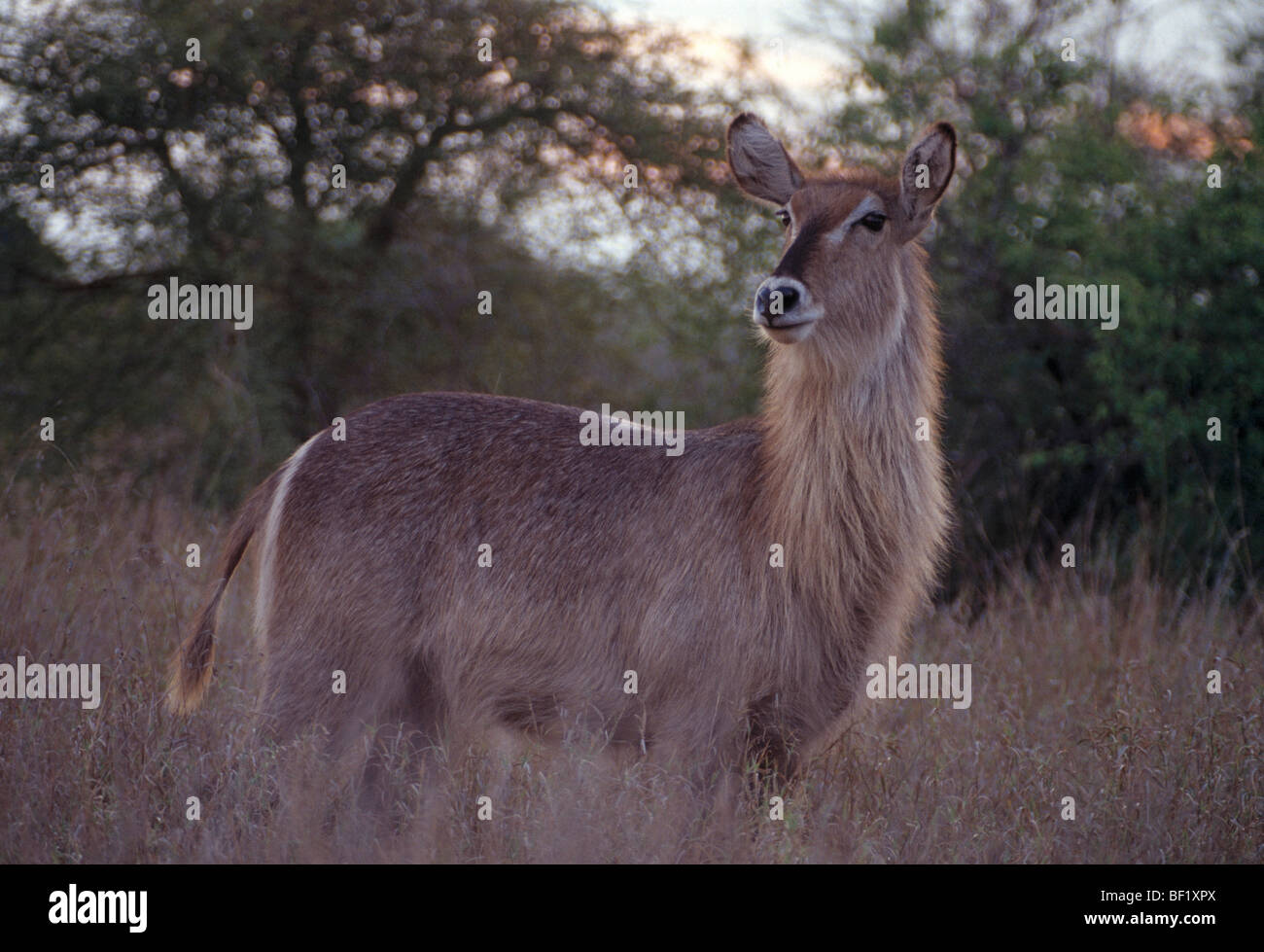 waterbuck, kobus ellipsiprymnus Stock Photo - Alamy