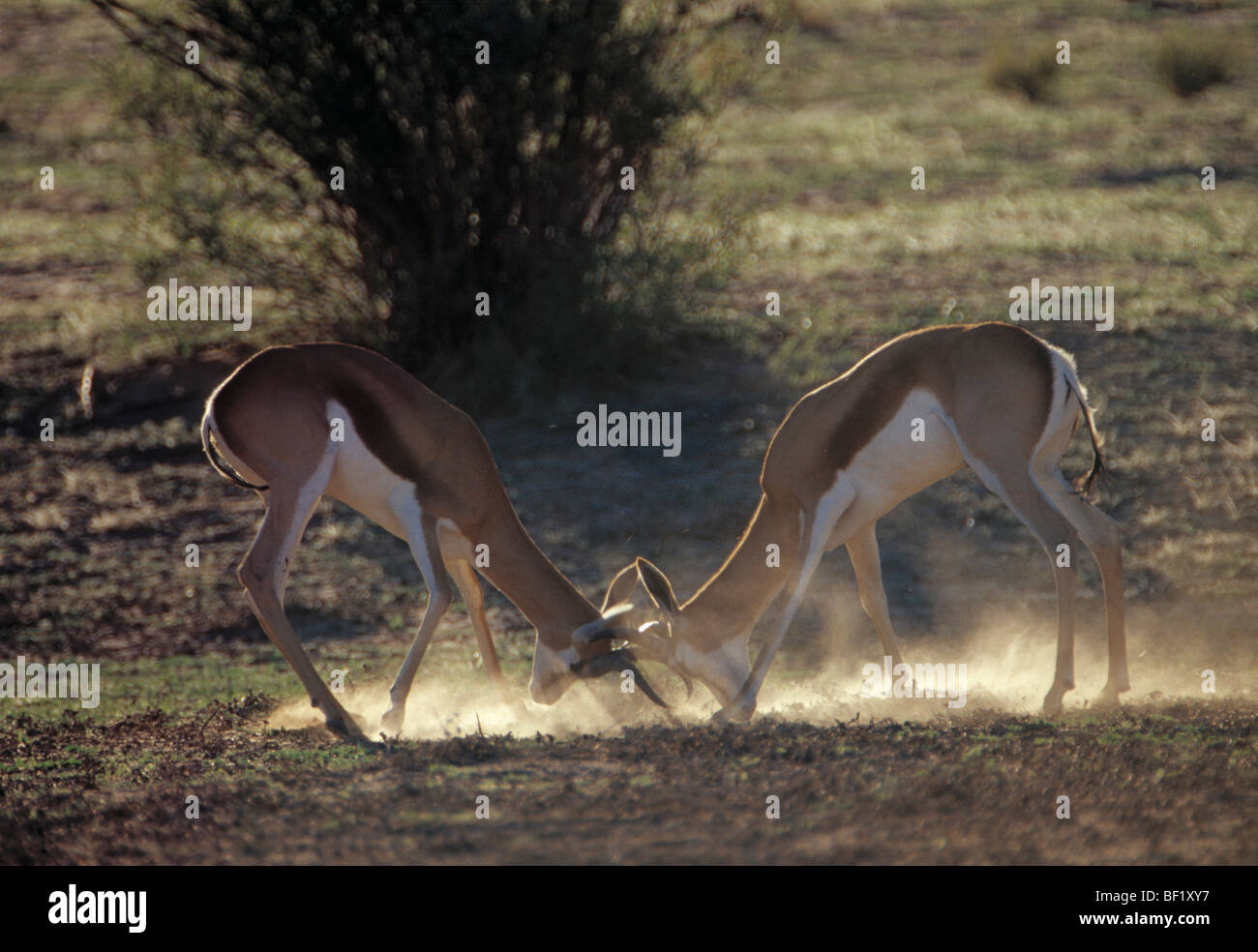 Springboks fighting hi-res stock photography and images - Alamy