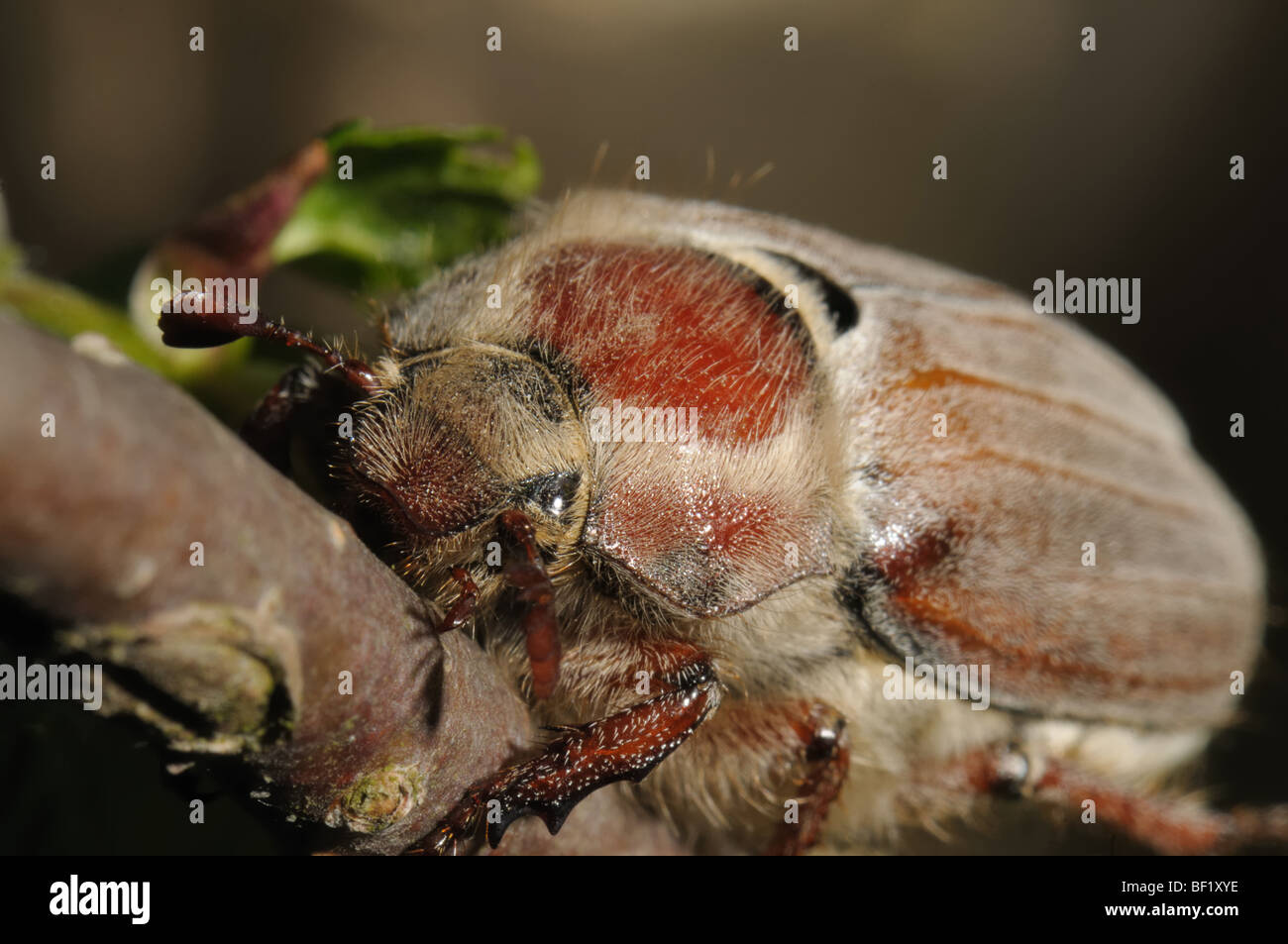 may-bug (Melolontha vulgaris) close-up Stock Photo - Alamy