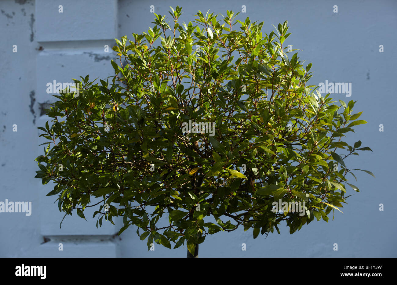 Bay leaf tree hi-res stock photography and images - Alamy