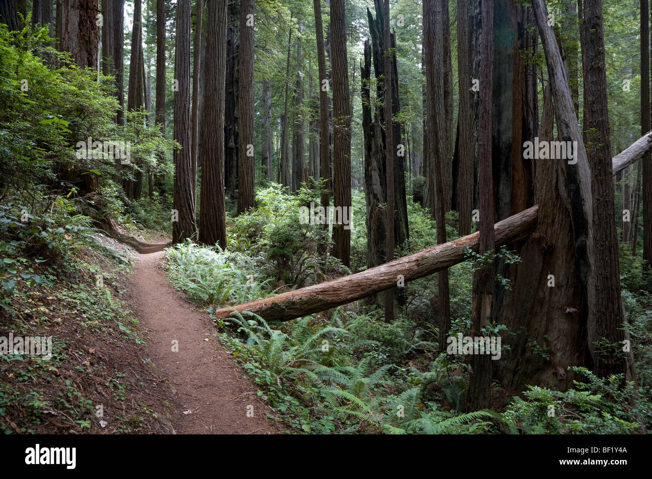 James Irvine Trail - Redwood National Park - Humboldt County ...