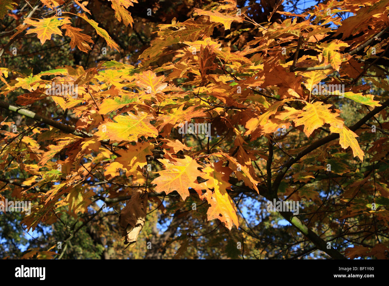 Autumn colours of oak leaves in Bushy Park, the Royal Park near Hampton ...