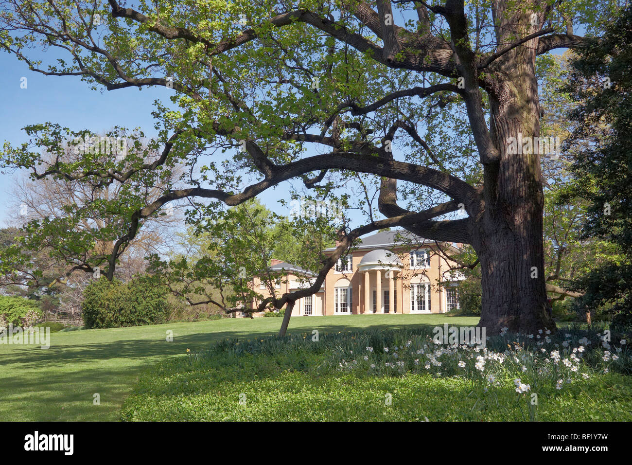 The 200-year-old “Millennium Landmark Tree” tulip poplar on the south ...