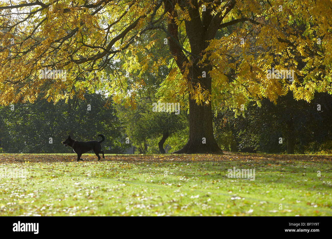Black dog in autumn fall park scene Stock Photo - Alamy