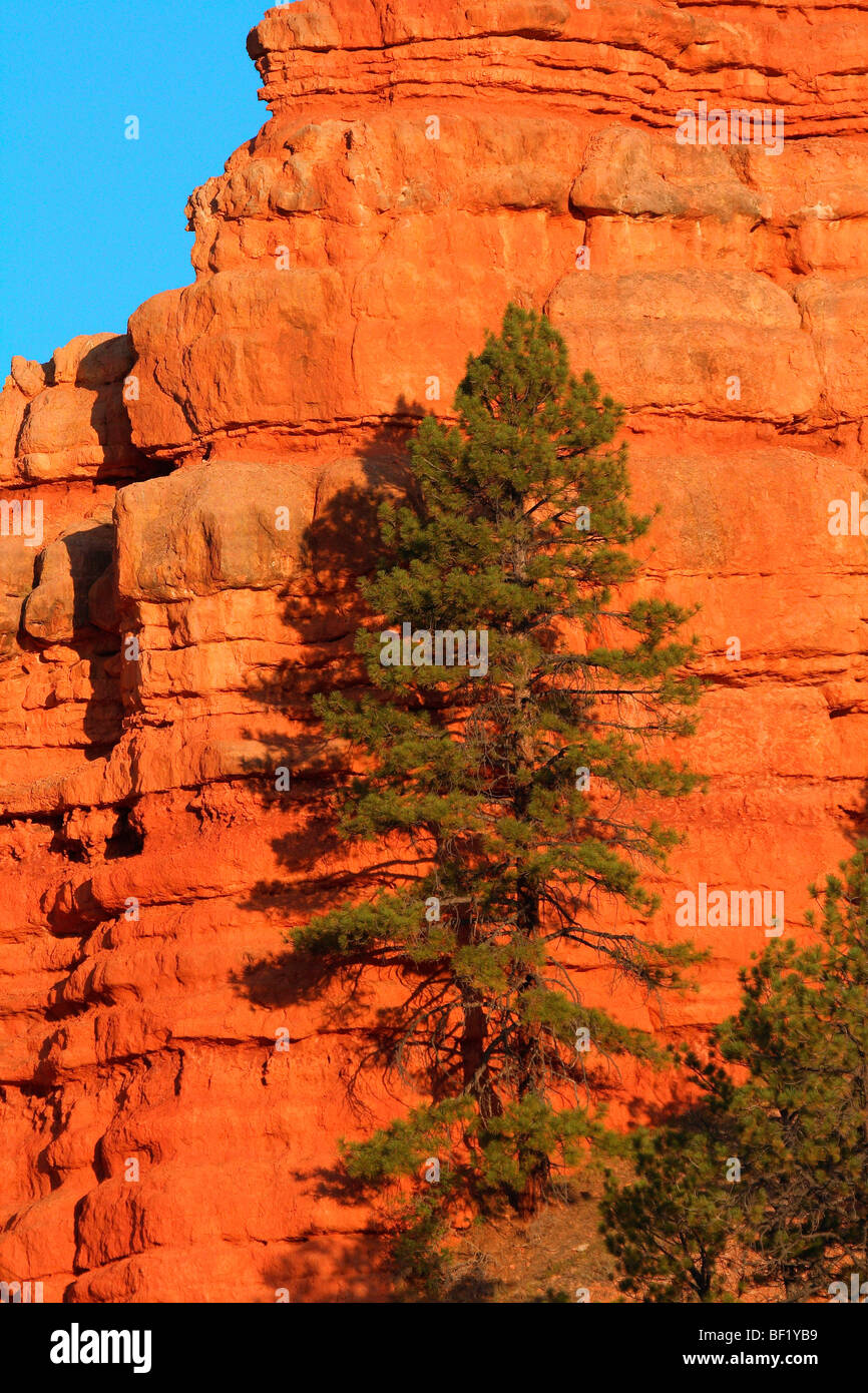 Canyon tree hi-res stock photography and images - Alamy