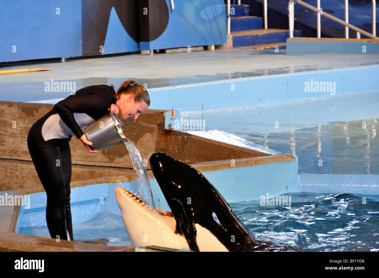 Killer whale - San Antonio (Texas) SeaWorld, the biggest of three ...