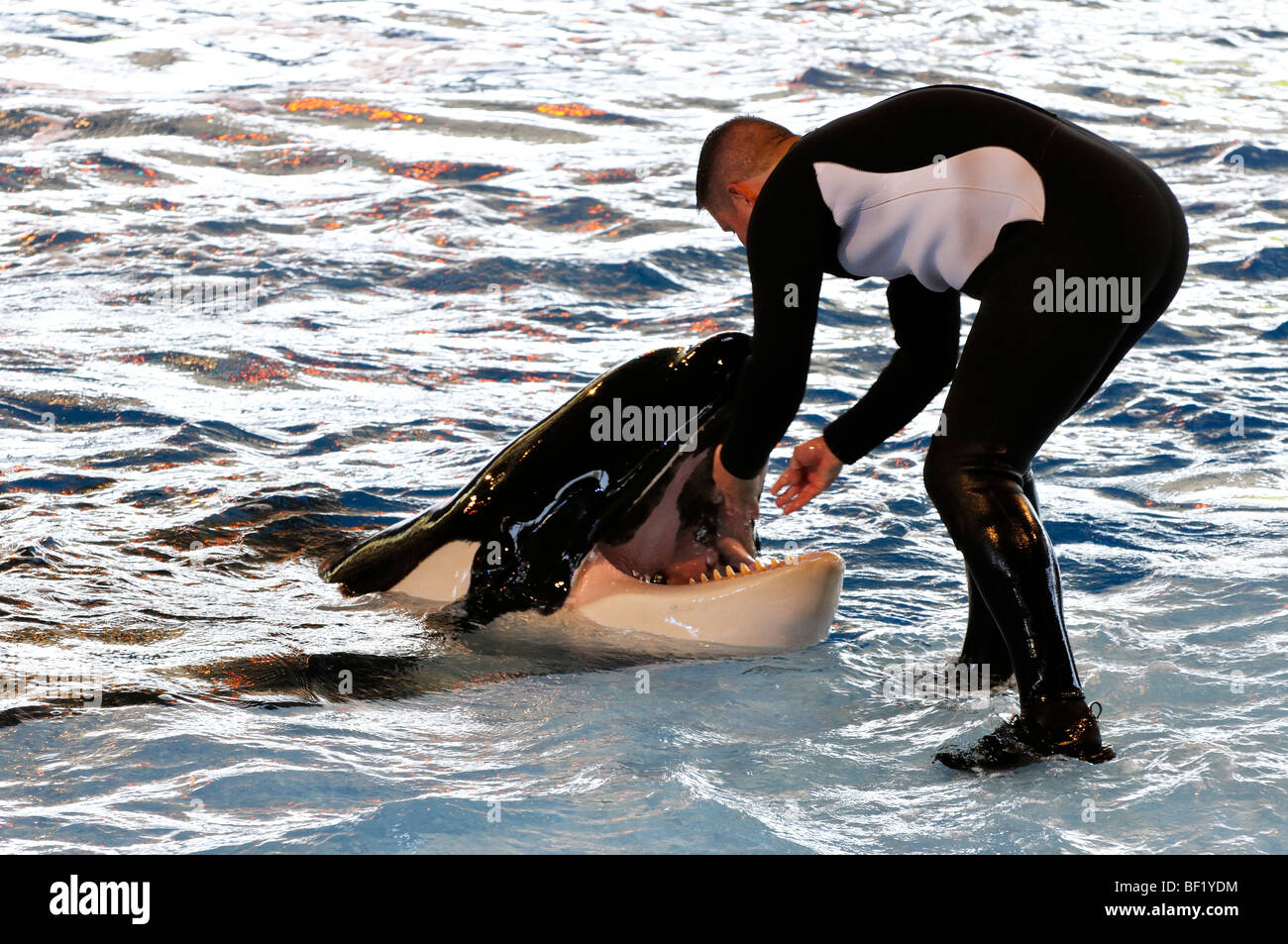 Killer whale - San Antonio (Texas) SeaWorld, the biggest of three ...