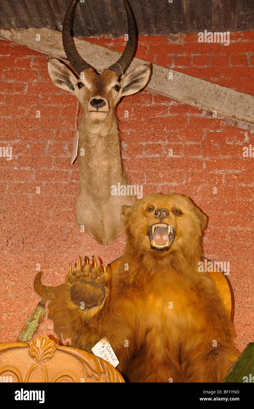 Taxidermy stuffed bear antelope animals trophy antiques shop store hi ...