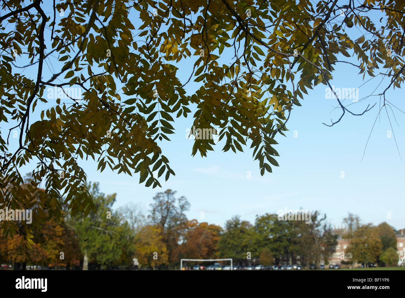 Autumn fall park scene Stock Photo - Alamy