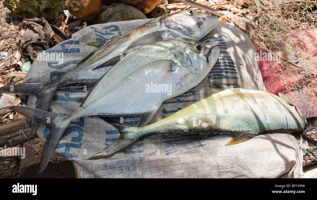 Guimaras hi-res stock photography and images - Alamy