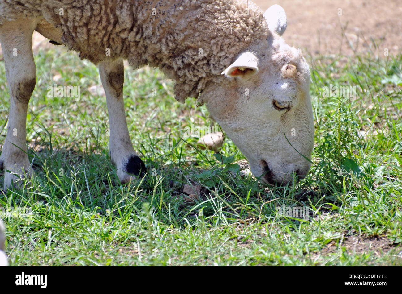 Sheep eating grass Stock Photo - Alamy