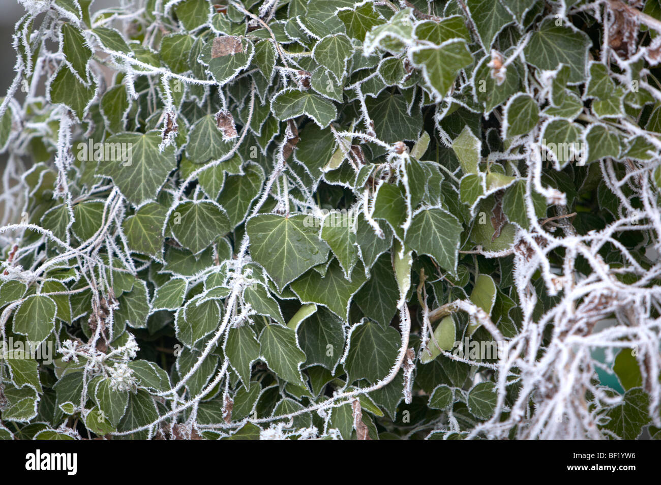 Dead ivy leaves hi-res stock photography and images - Alamy