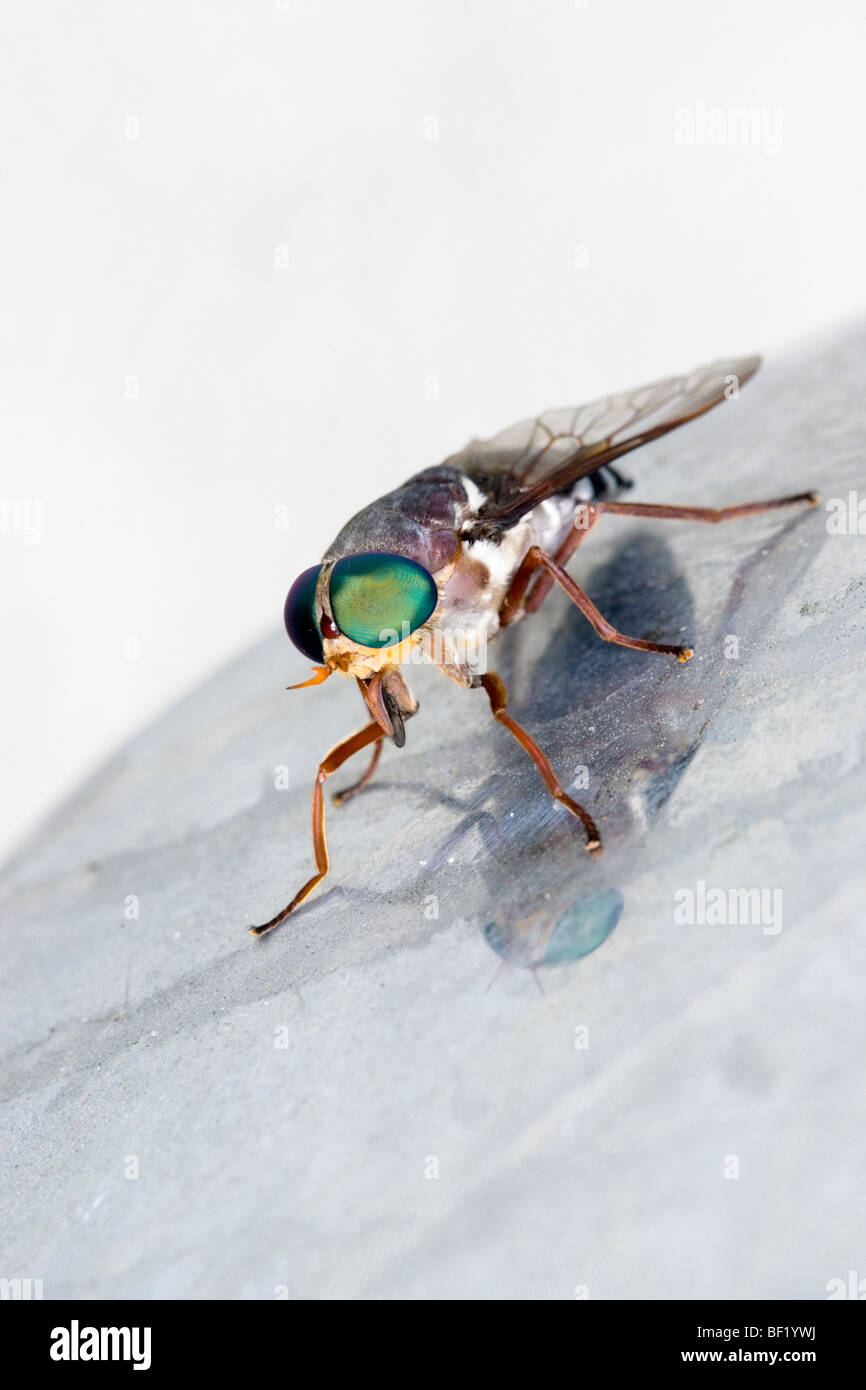 Large deer fly, or horse fly photographed in the Florida everglades ...
